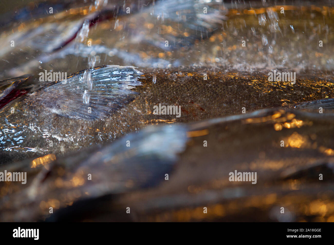 Spring creek national fish hatchery hi-res stock photography and images ...