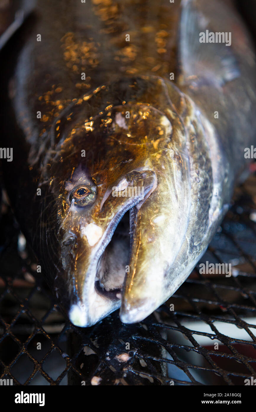 Spring creek national fish hatchery hi-res stock photography and images ...