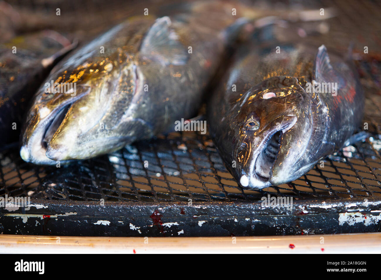 Spring creek national fish hatchery hi-res stock photography and images ...