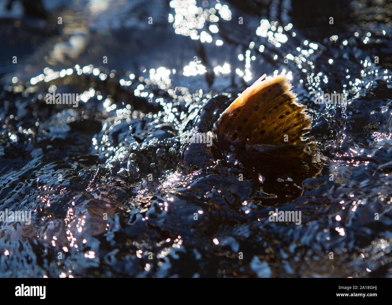 Salmon at Spring Creek National Fish Hatchery Stock Photo - Alamy