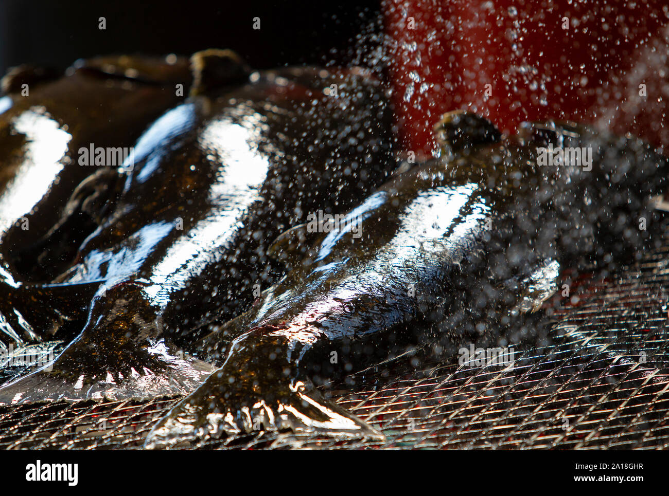 Spring creek national fish hatchery hi-res stock photography and images ...