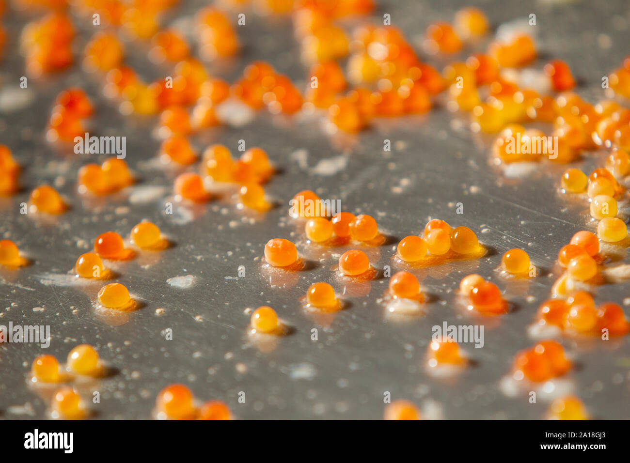 Salmon roe at Spring Creek National Fish Hatchery Stock Photo - Alamy