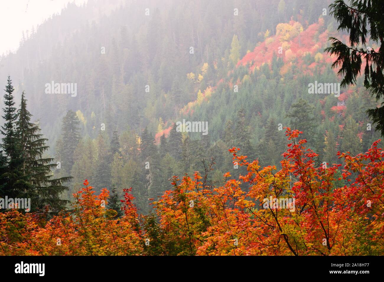 Fall colors in the rain hi-res stock photography and images - Alamy