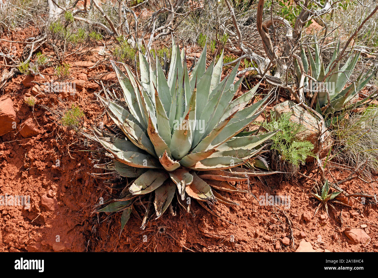 Yucca arizona hi-res stock photography and images - Alamy
