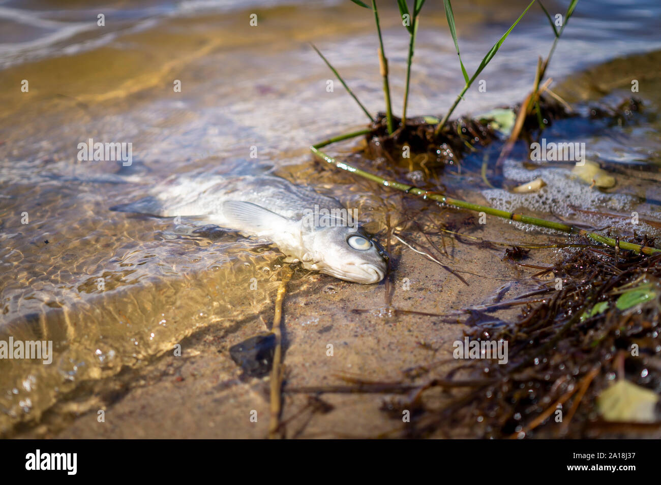 Dead fish lying beached on its side on the sand in the shallow shallows ...