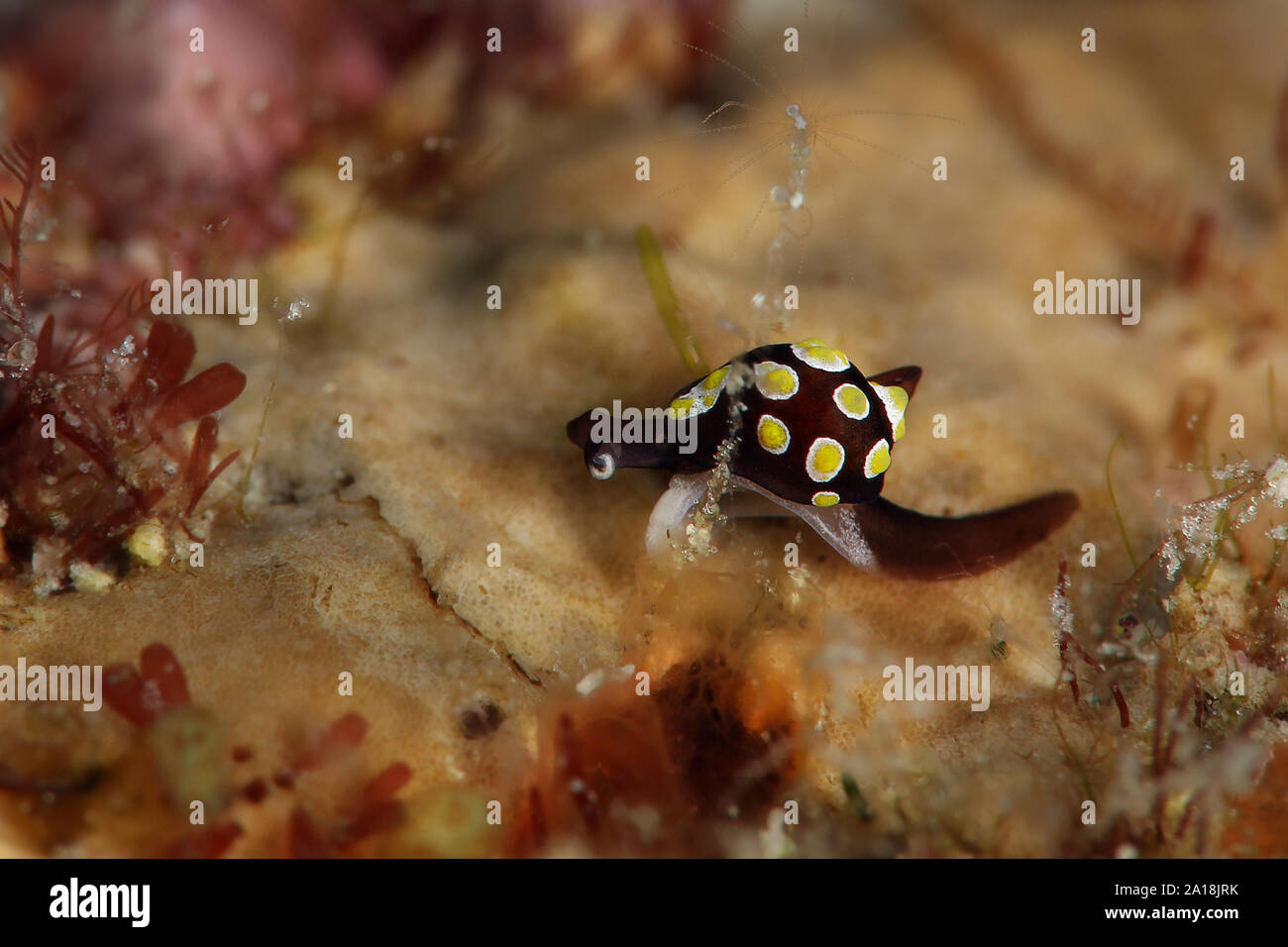 Slug closeup hi-res stock photography and images - Alamy