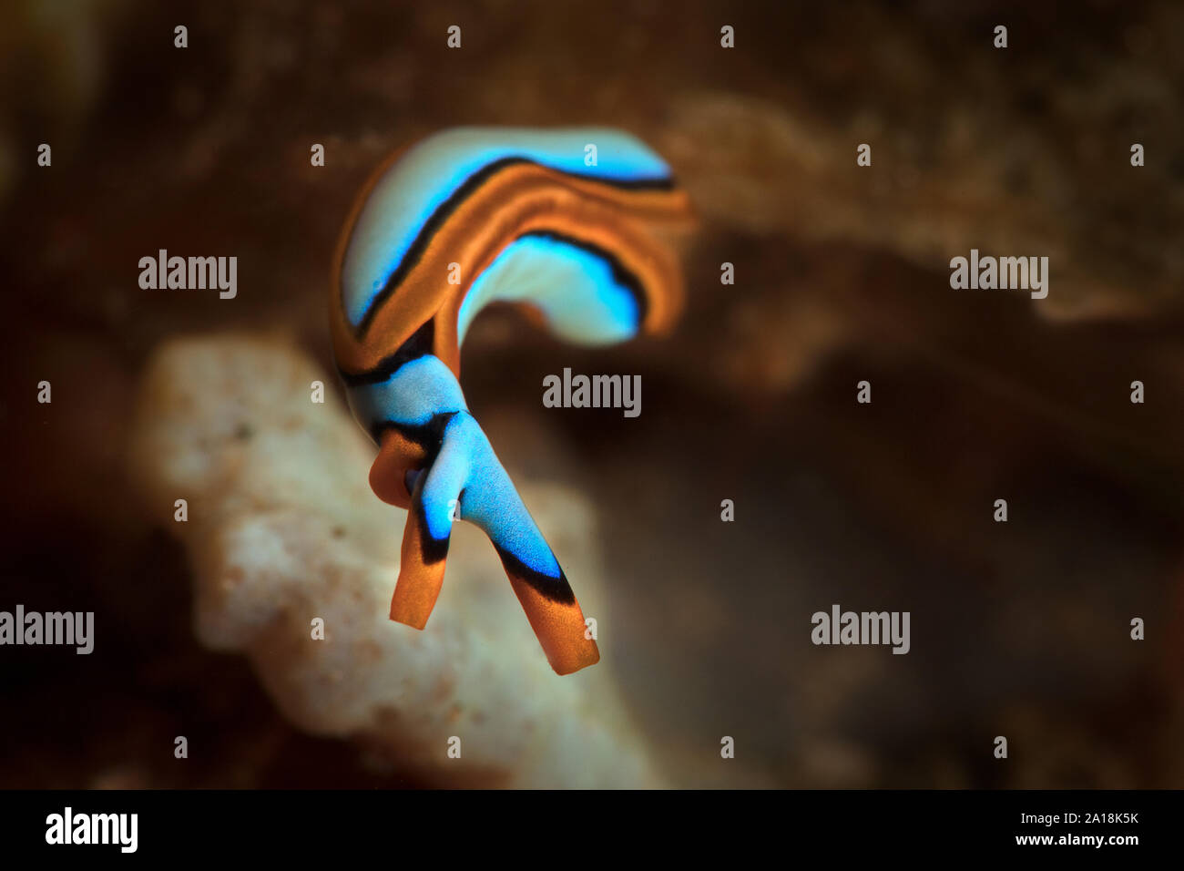 Sea slug Thuridilla lineolata. Underwater macro picture from diving in ...