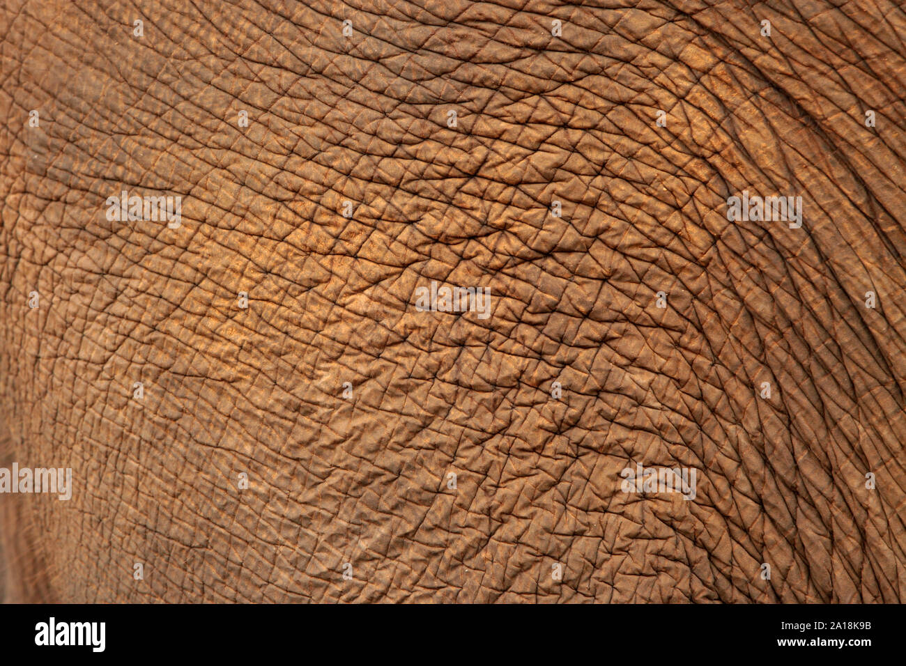 Close up elephant skin hi-res stock photography and images - Alamy