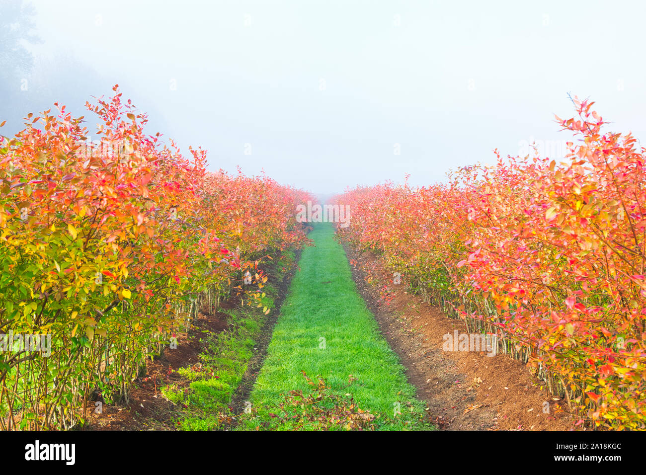 Fall Colored Blueberry Bushes Stock Photo - Alamy