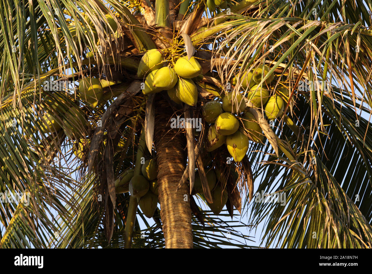 Close up of Coconut Tree Stock Photo - Alamy