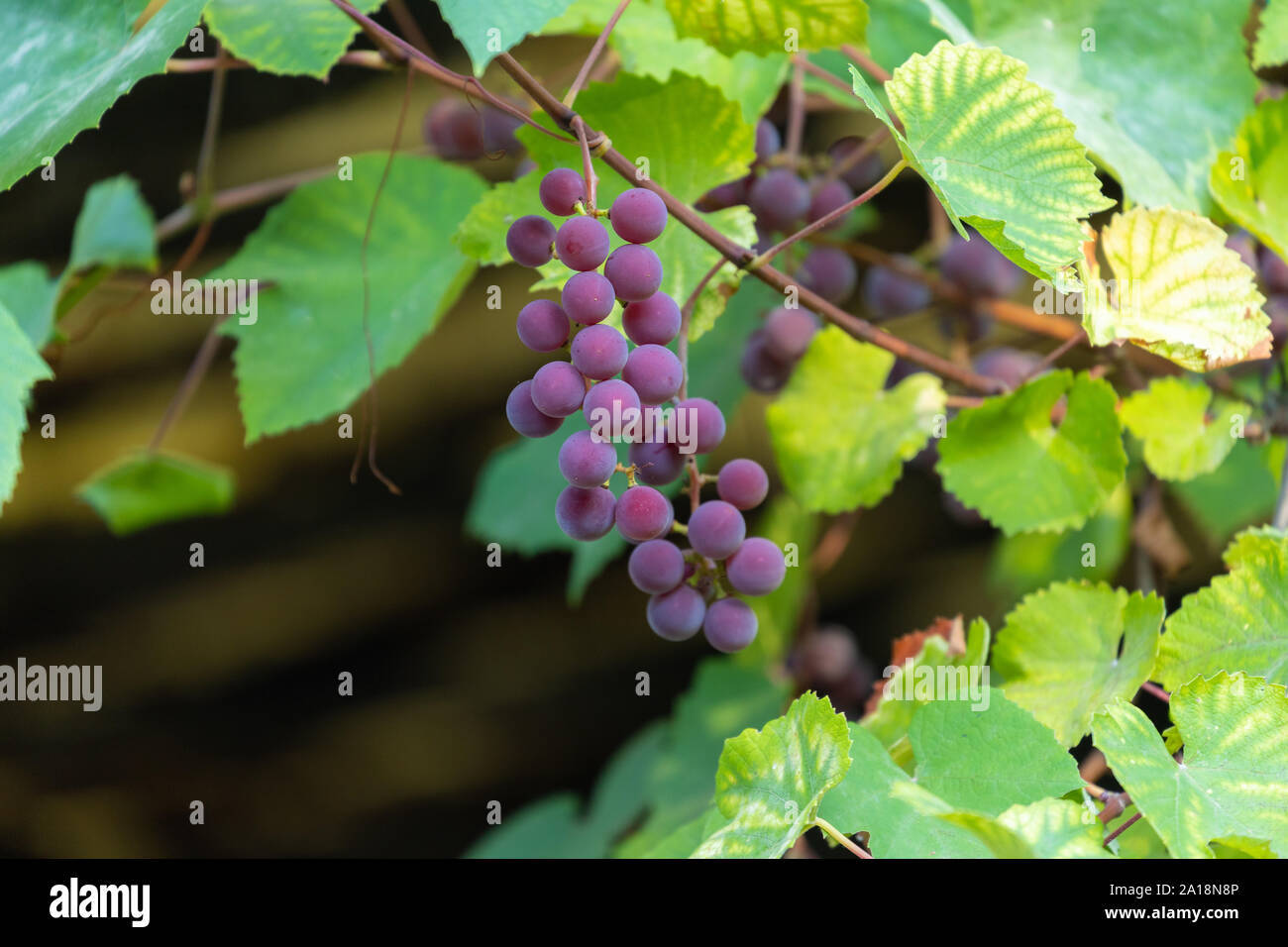Food vine hi-res stock photography and images - Alamy