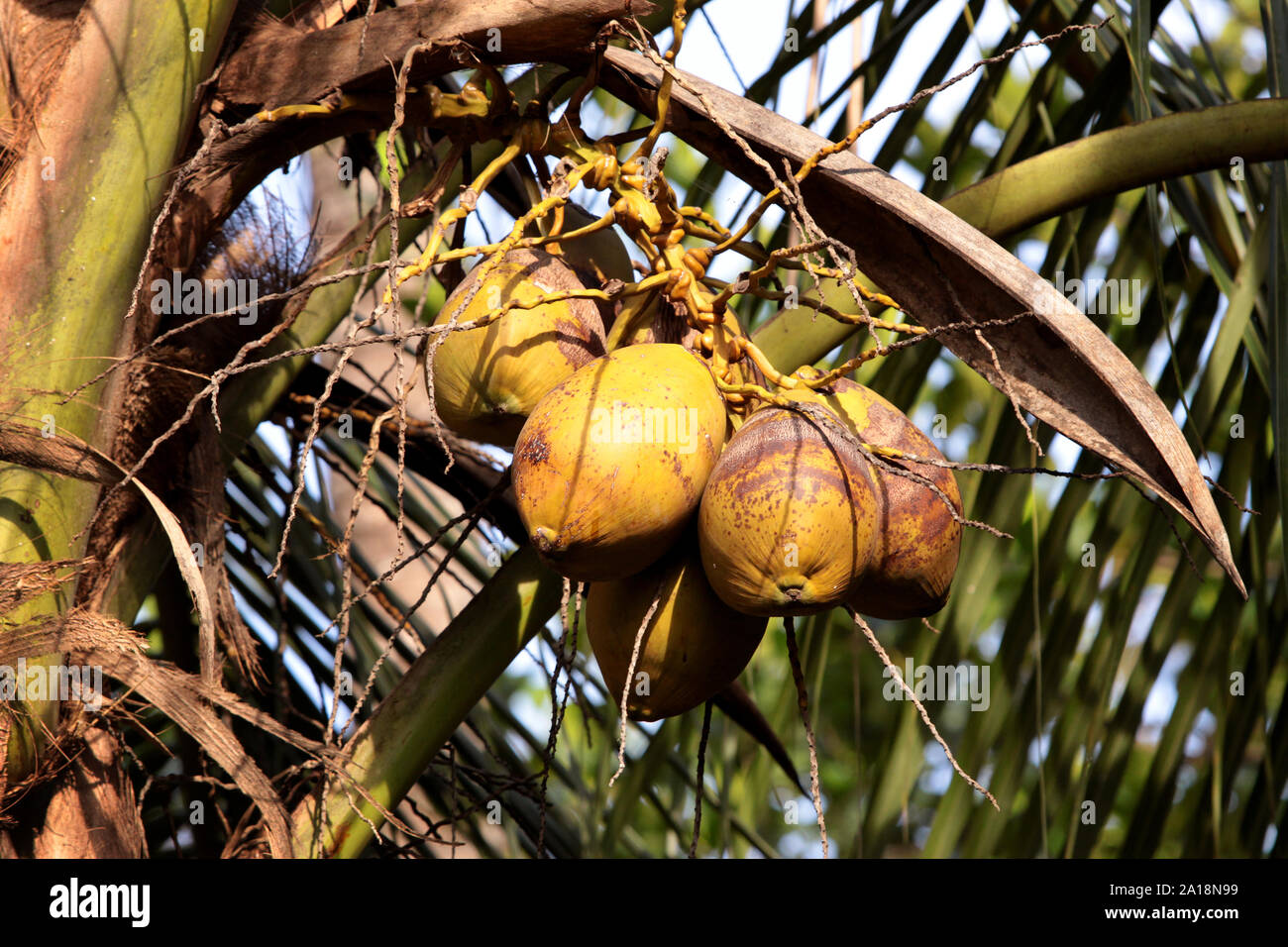 Coconut germinate hi-res stock photography and images - Alamy