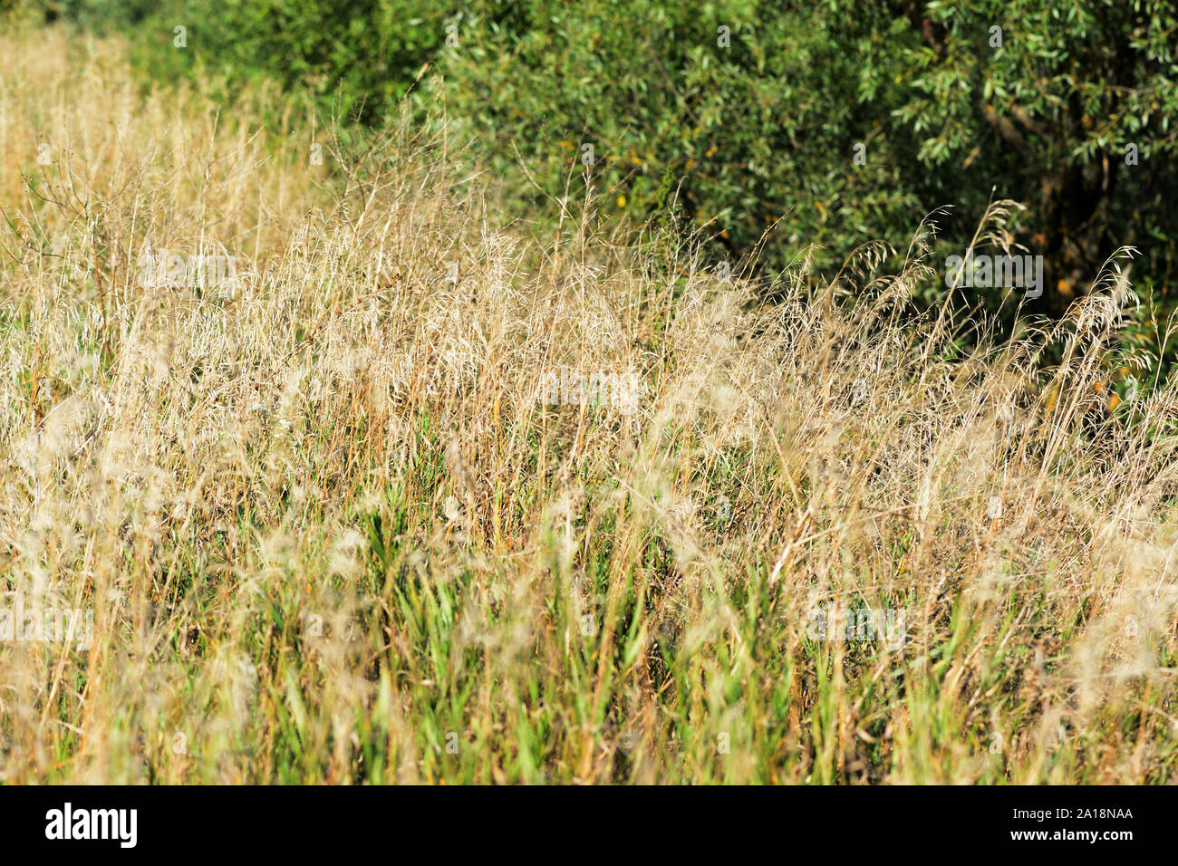 Dry grass on landscape hi-res stock photography and images - Alamy