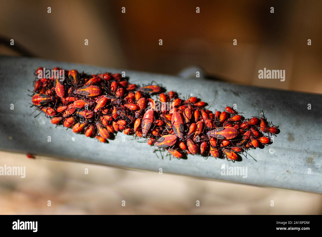 A mass of boxelder bugs (Boisea trivittata), a North American true bug ...