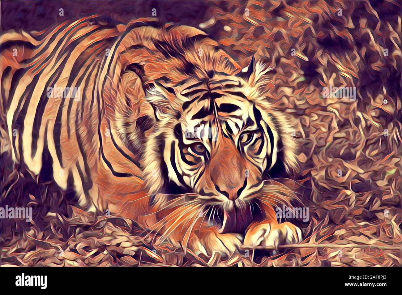Tiger Drawing Color