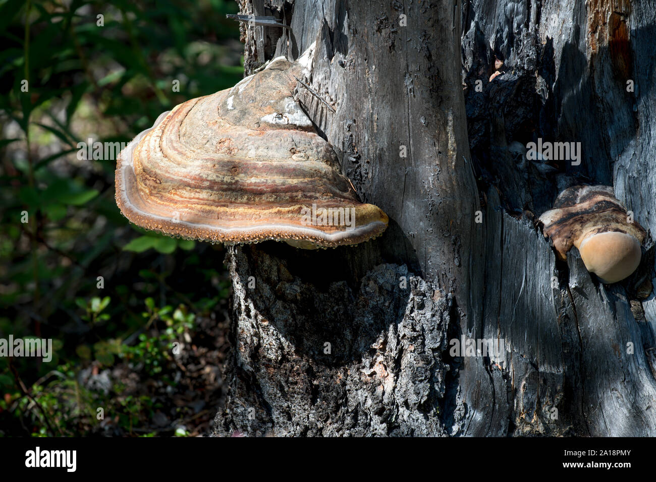 Ganoderma applanatum mushrooms growing on trees Stock Photo - Alamy