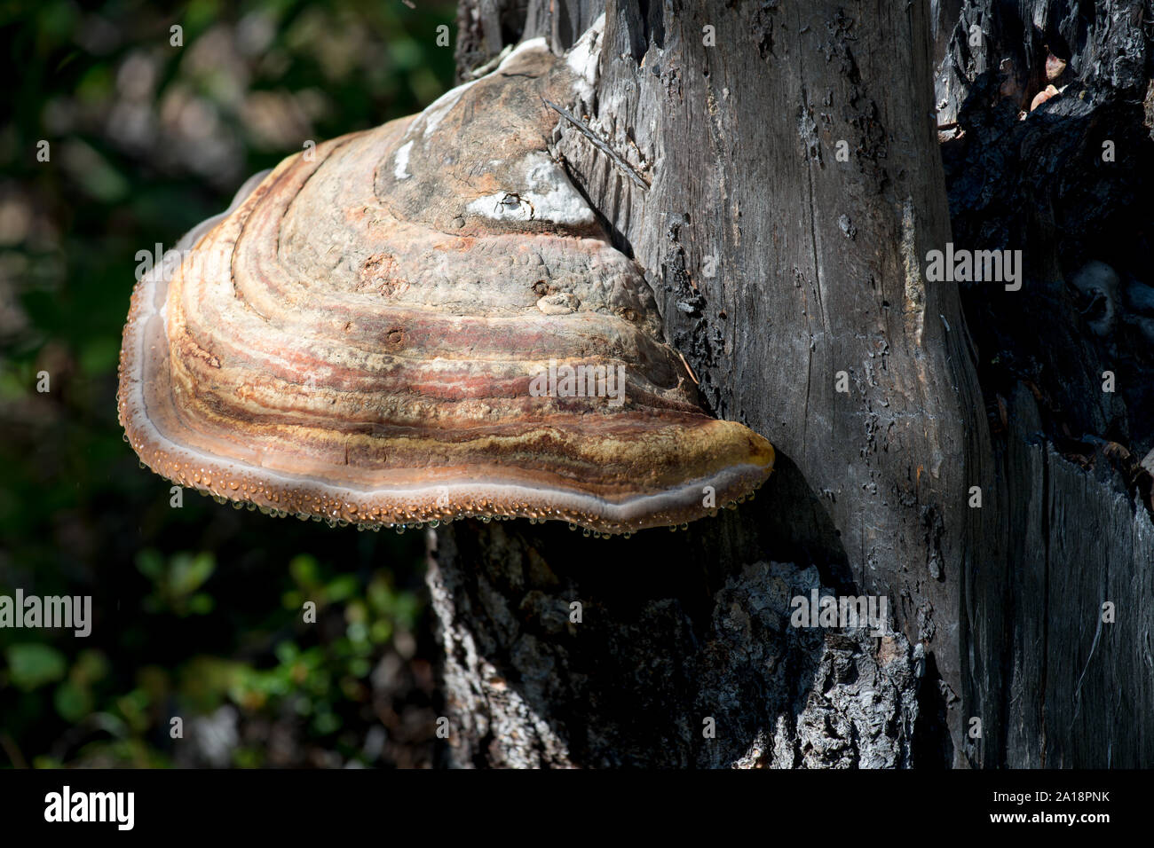 Artists fungus hi-res stock photography and images - Alamy