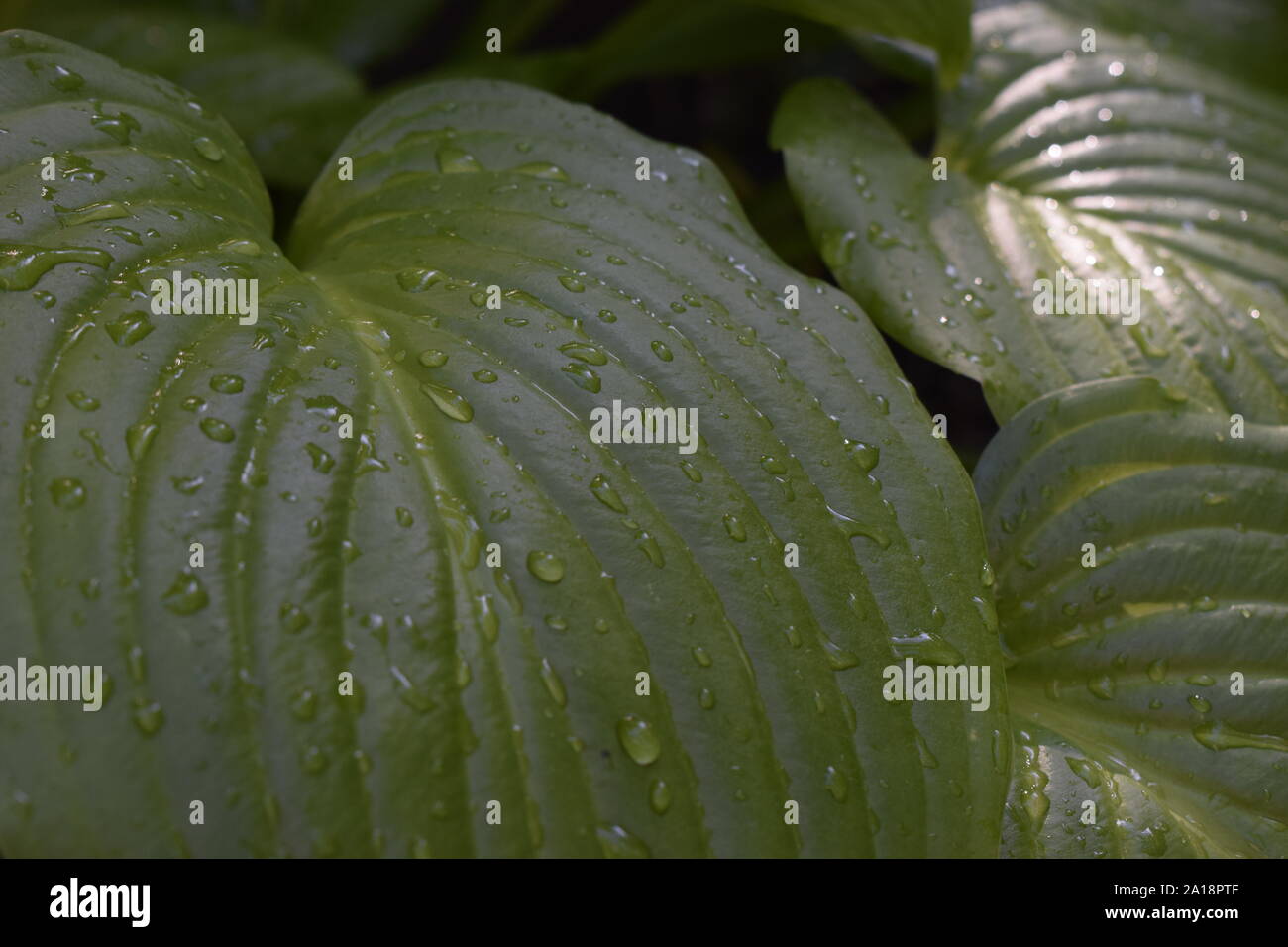Beautiful tropical Hosta leaves with drops of water. Ornamental Hosta ...