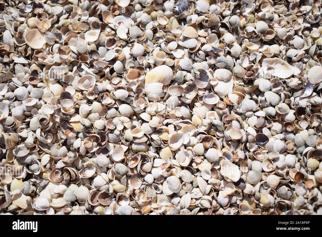 Sea shells composition. Natural background of broken seashells on the ...