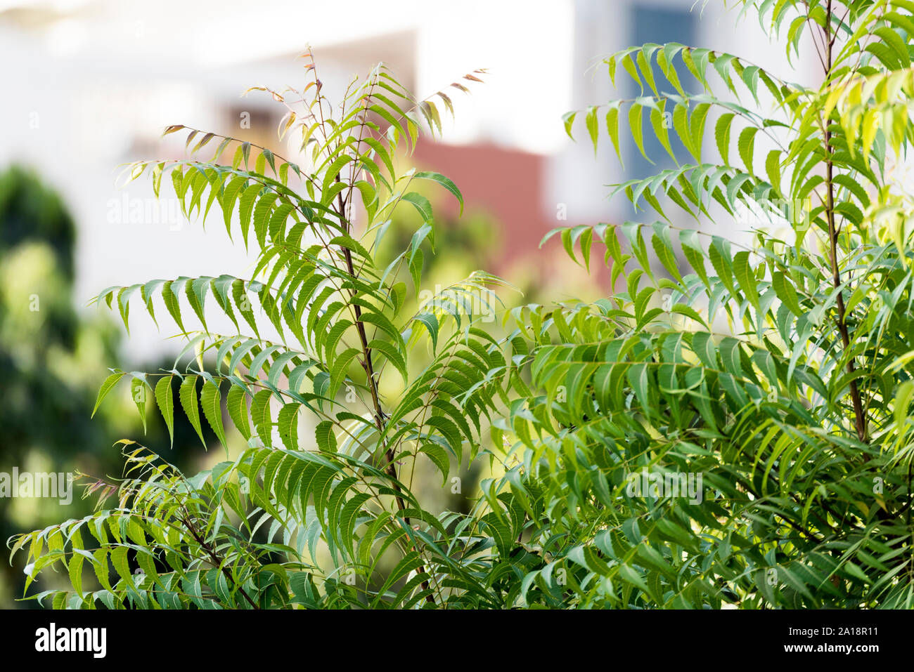 Fresh Indian curry tree in Nathdwara, Rajasthan Stock Photo - Alamy