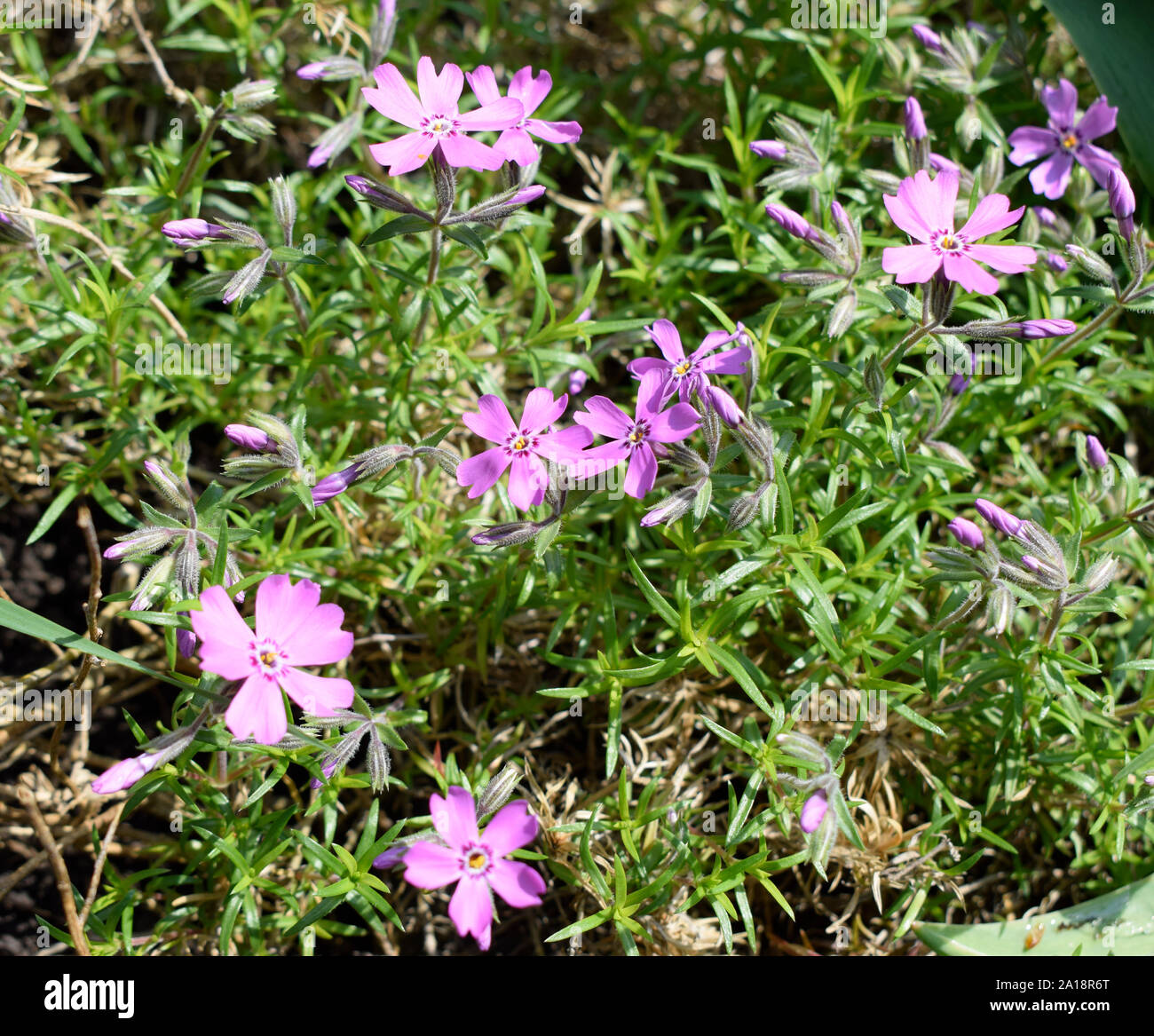 Styloid phlox. Small bright violet spring flowers in the garden close ...