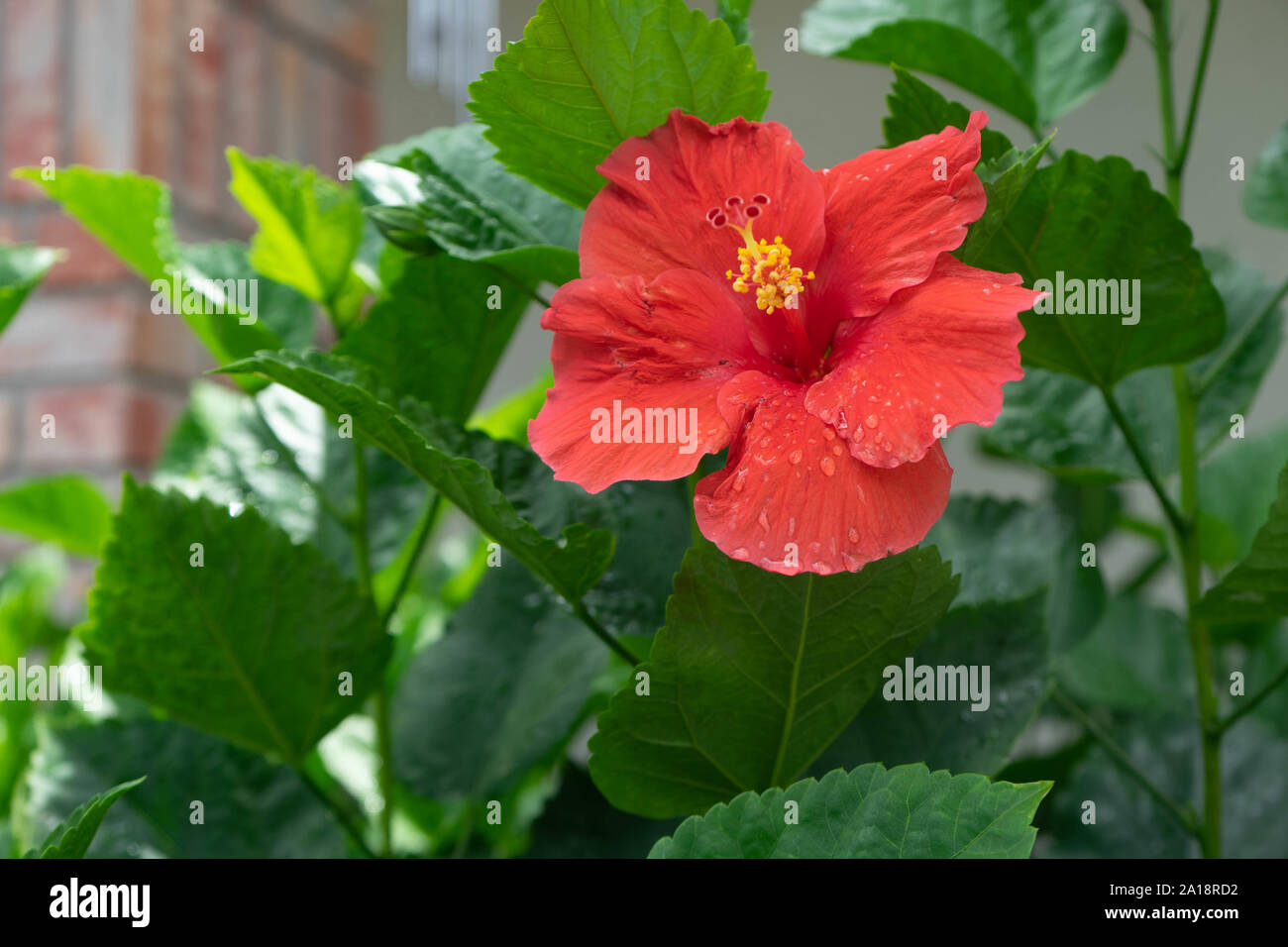 Single red hibiscus flower hi-res stock photography and images - Alamy