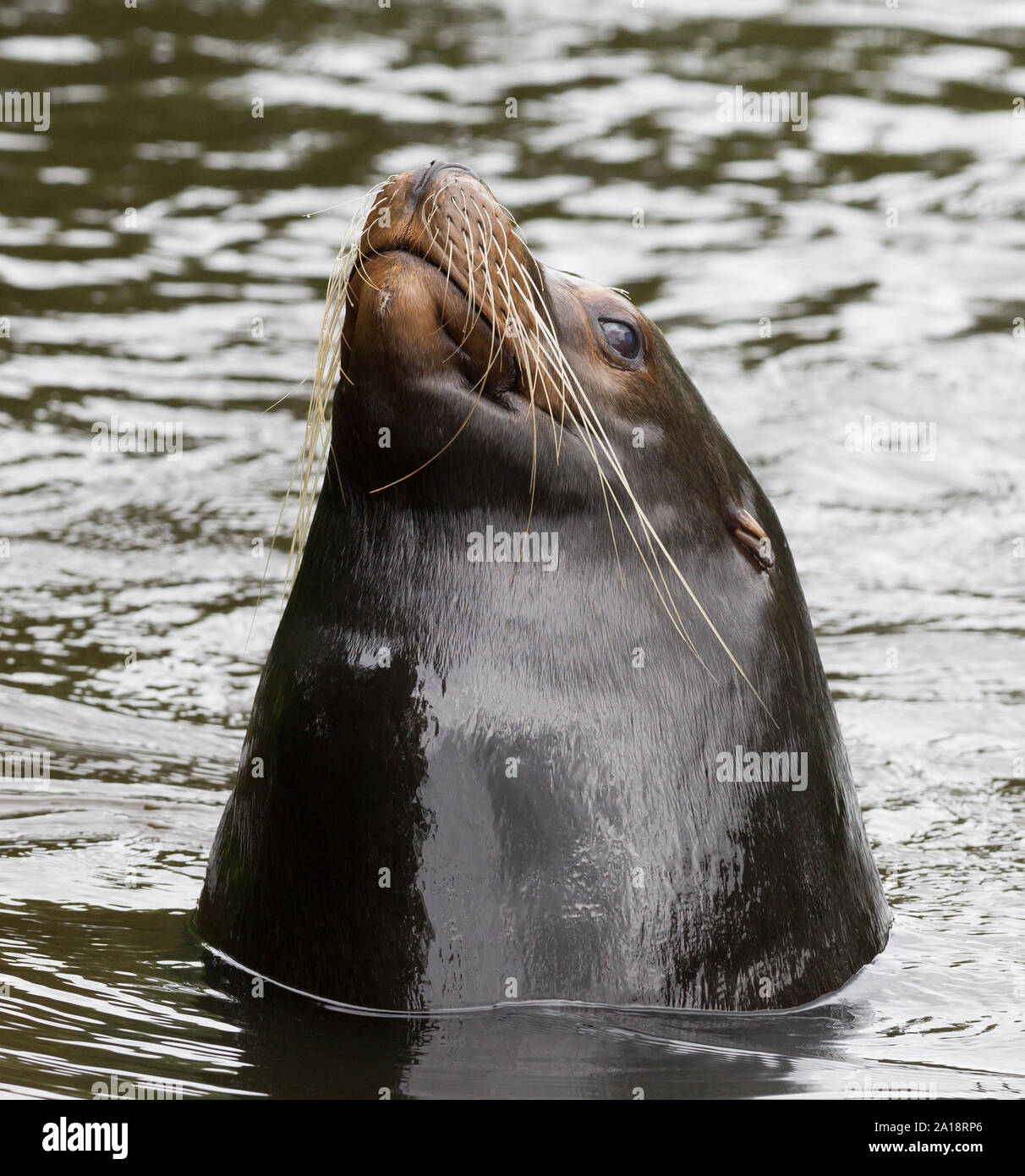 Sea lion looking hi-res stock photography and images - Alamy