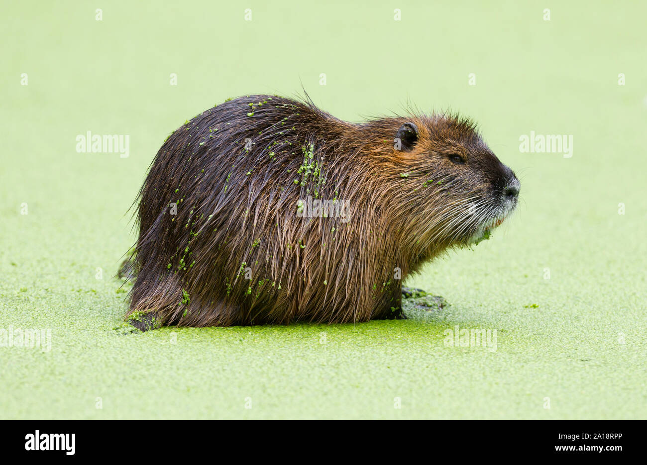Beaver in pool filled with duckweed Stock Photo - Alamy