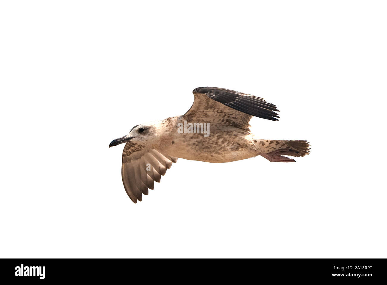 Seagull fly bird white Cut Out Stock Images & Pictures - Alamy