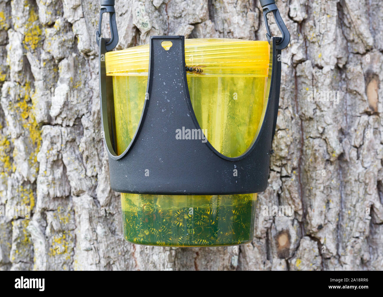 Wasp catcher hi-res stock photography and images - Alamy