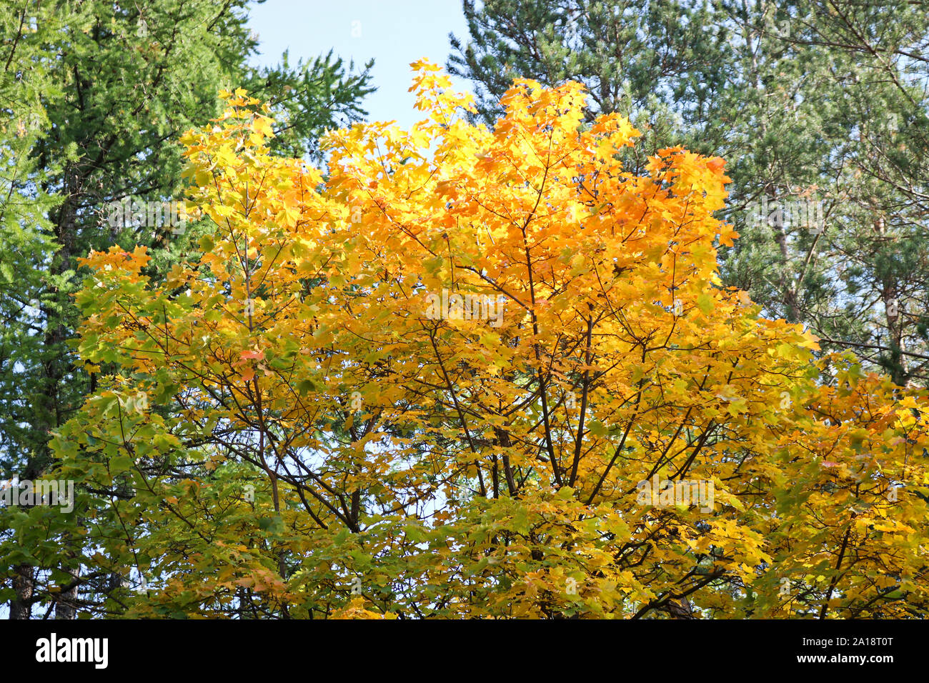 Autumn background - yellowing leaves of Canadian maple trees. Indian ...