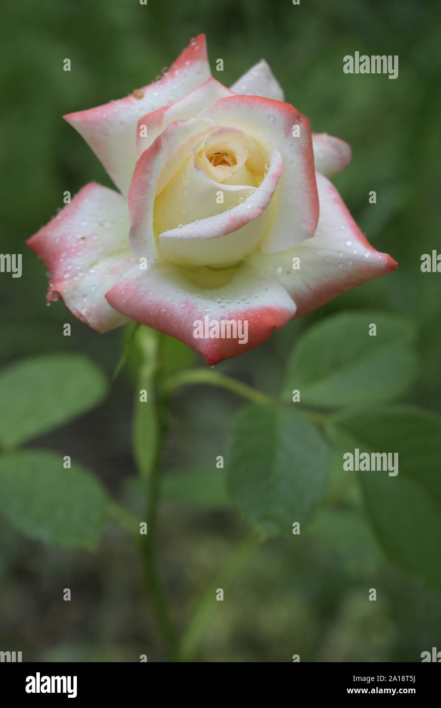 Beautiful red and white rose Bush in the summer garden Stock Photo - Alamy