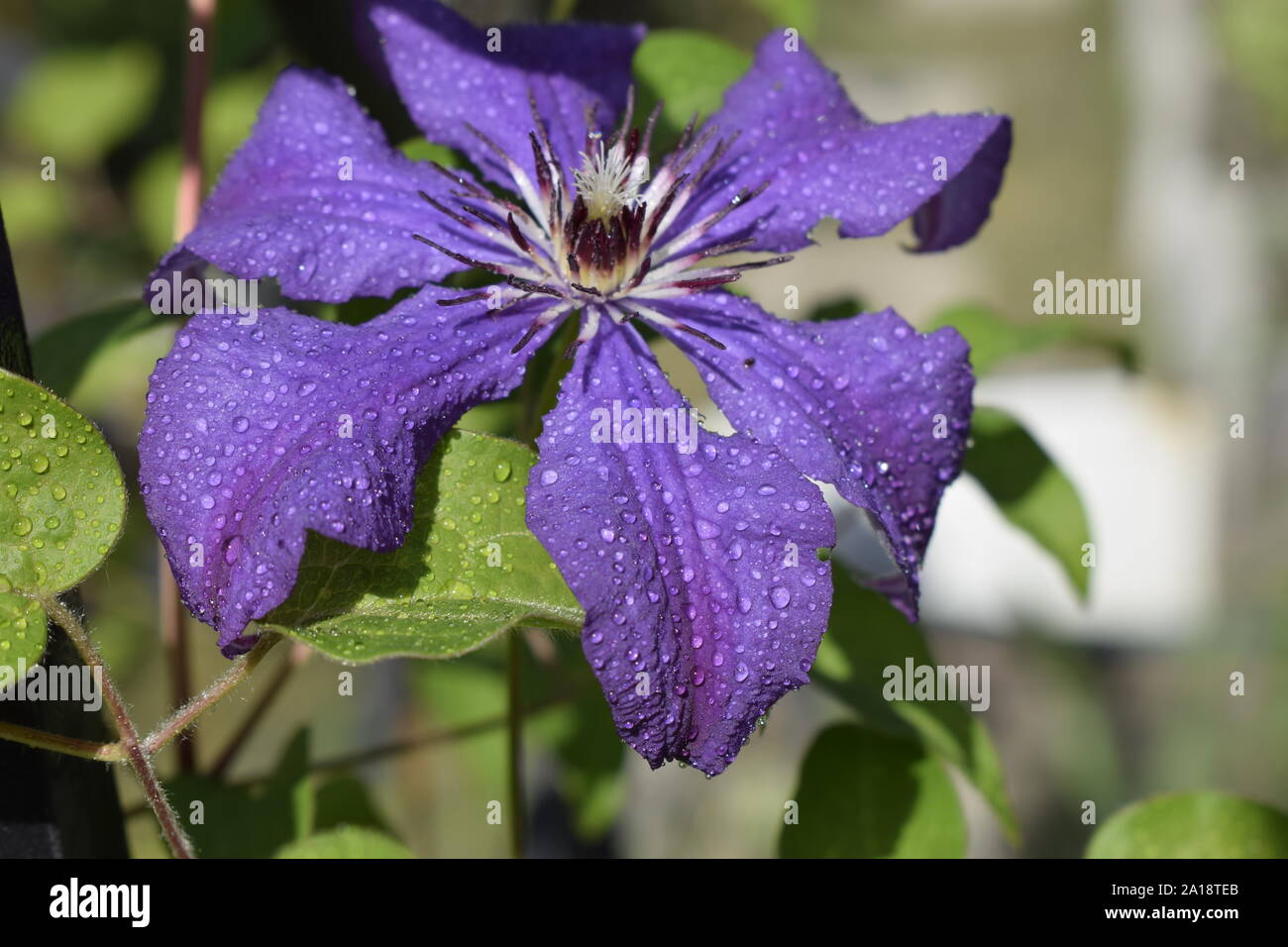 Clematis flower after the rain with water droplets on the flower petals ...
