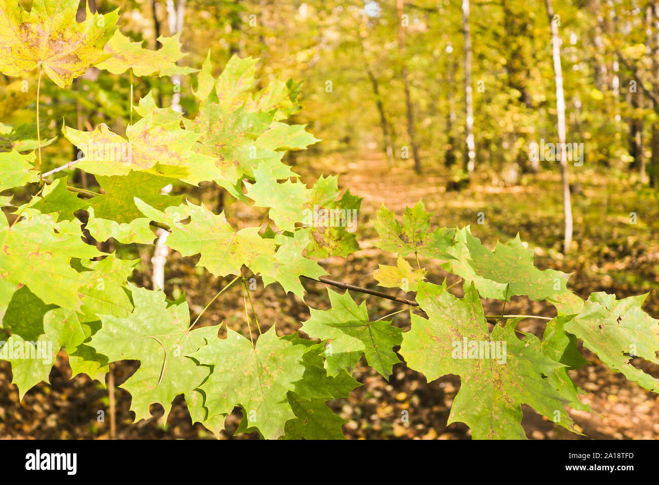 Autumn background - yellowing leaves of Canadian maple trees. Indian ...