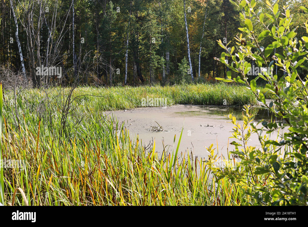A swamp overgrown with sedge and cattail. The surface of the water is ...