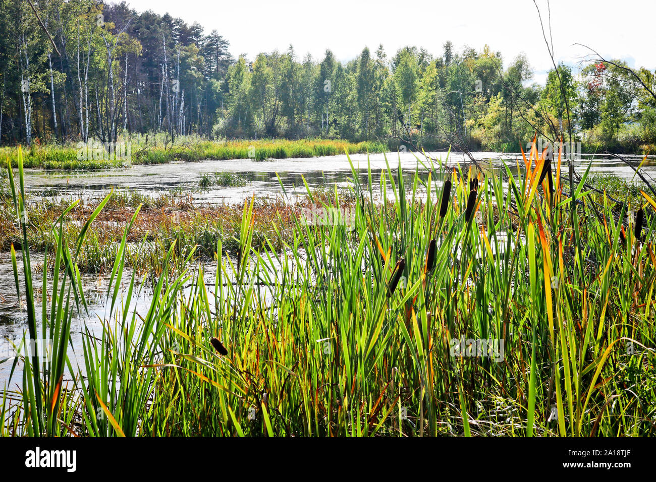 A swamp overgrown with sedge and cattail. The surface of the water is ...