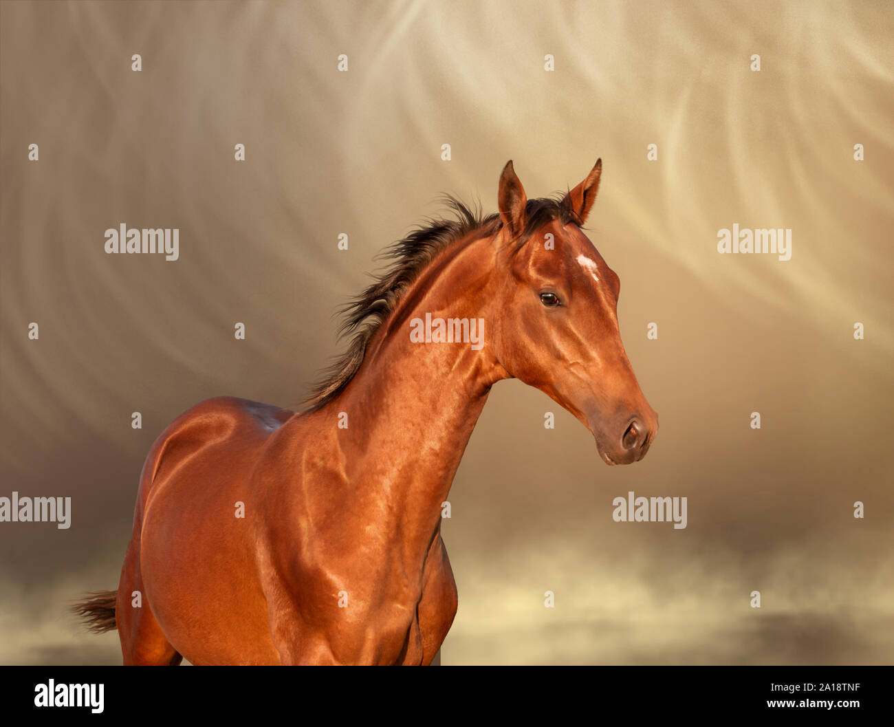 Portrait of bay horse Stock Photo - Alamy