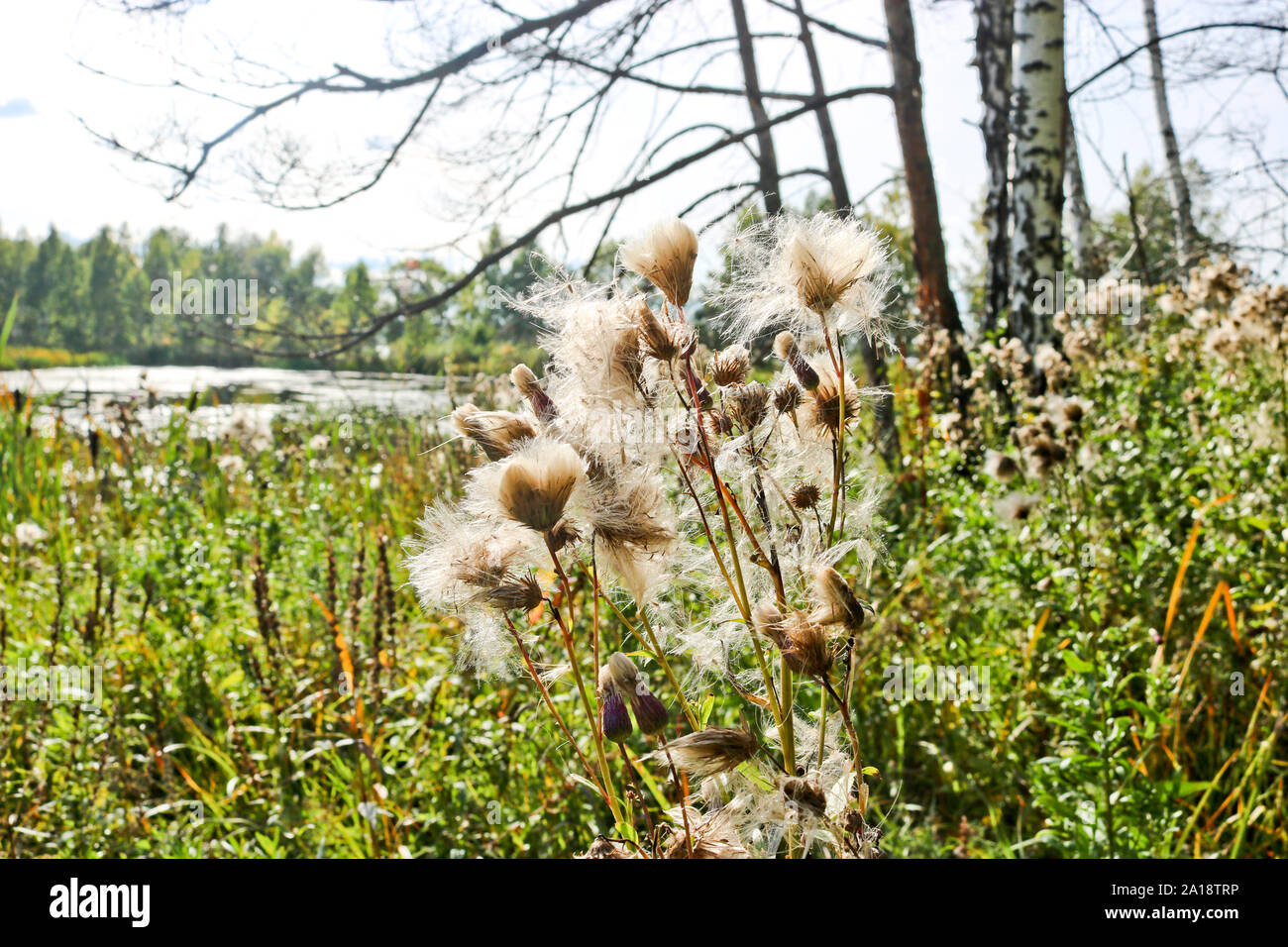A swamp overgrown with sedge and cattail. The surface of the water is ...