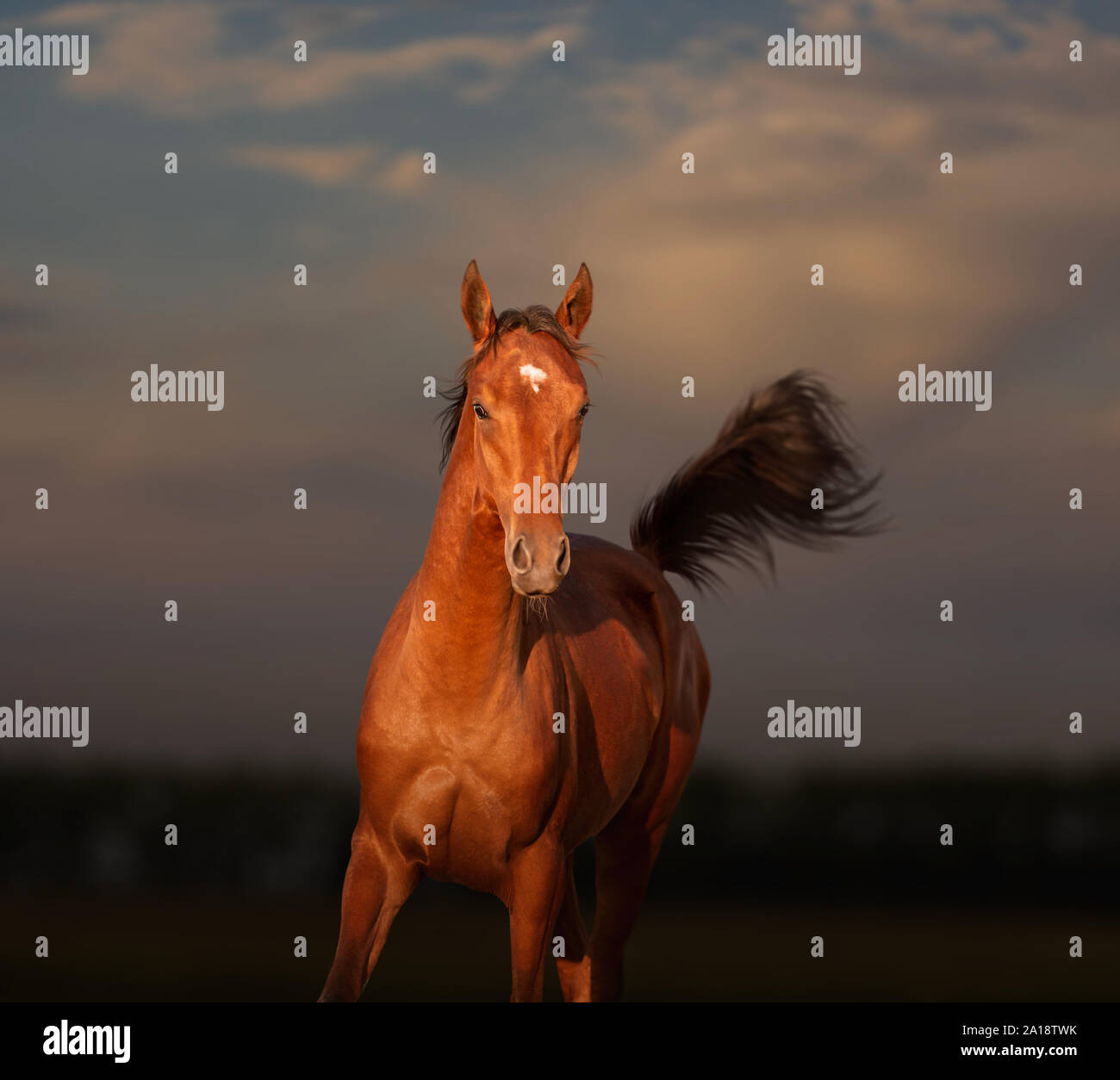 Equitation hi-res stock photography and images - Alamy