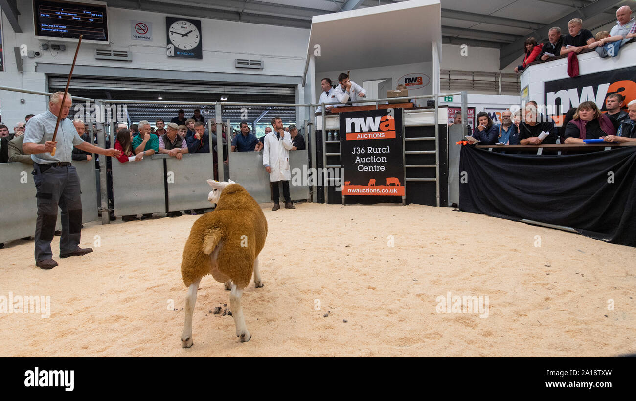 Shepherd selling a Texel ram lamb at J36 Rural Auction Centre, Kendal ...