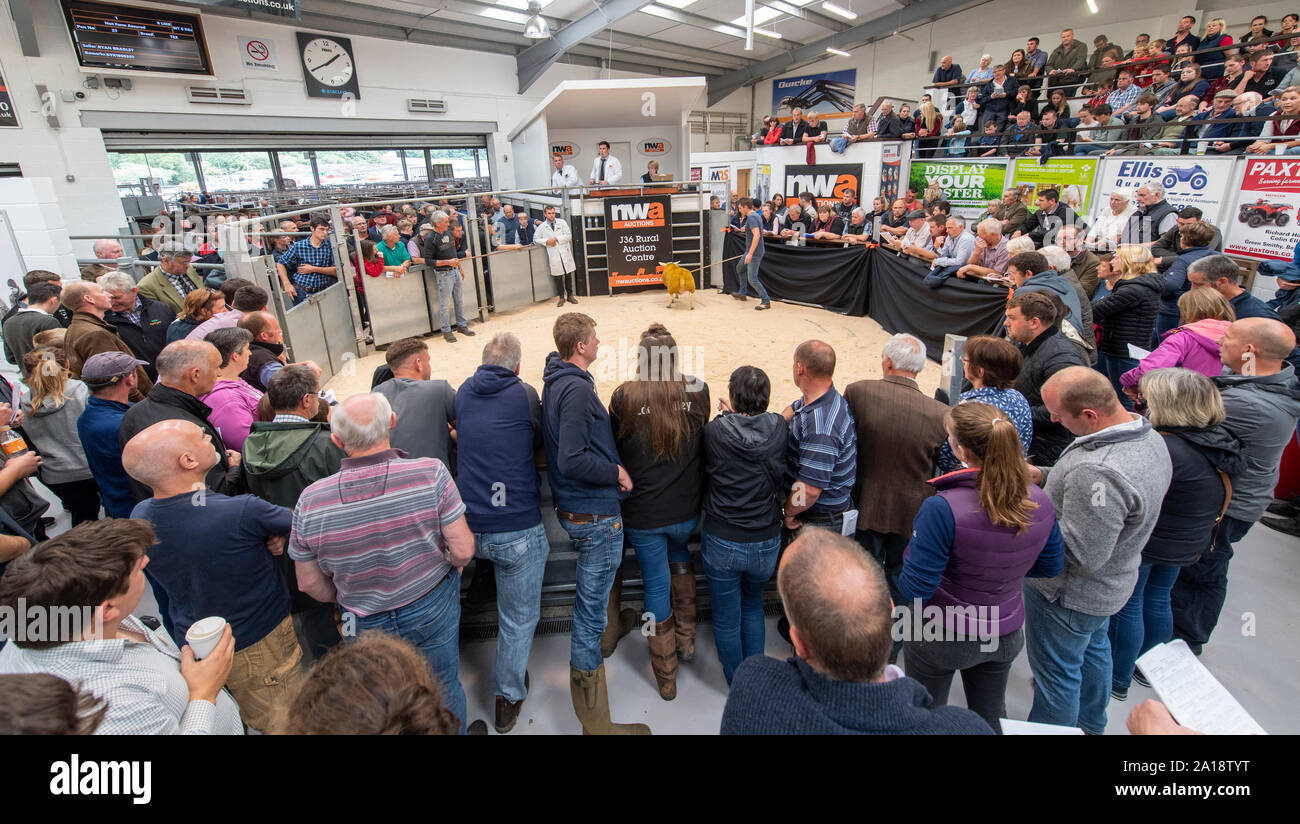 Crowd of farmers watching a sheep sale at J36 Auction Mart, Kendal ...