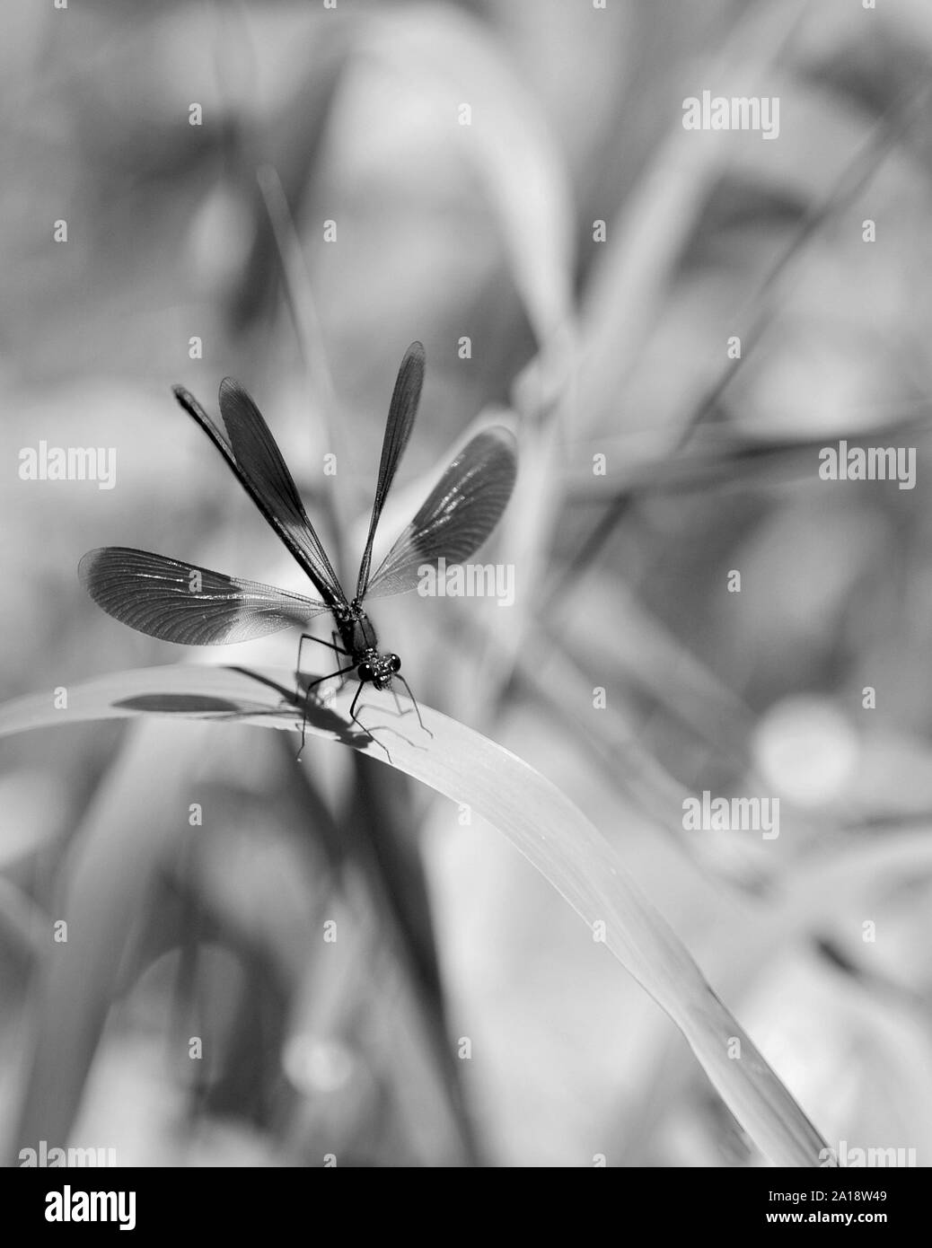 Black and white dragonfly hi-res stock photography and images - Alamy