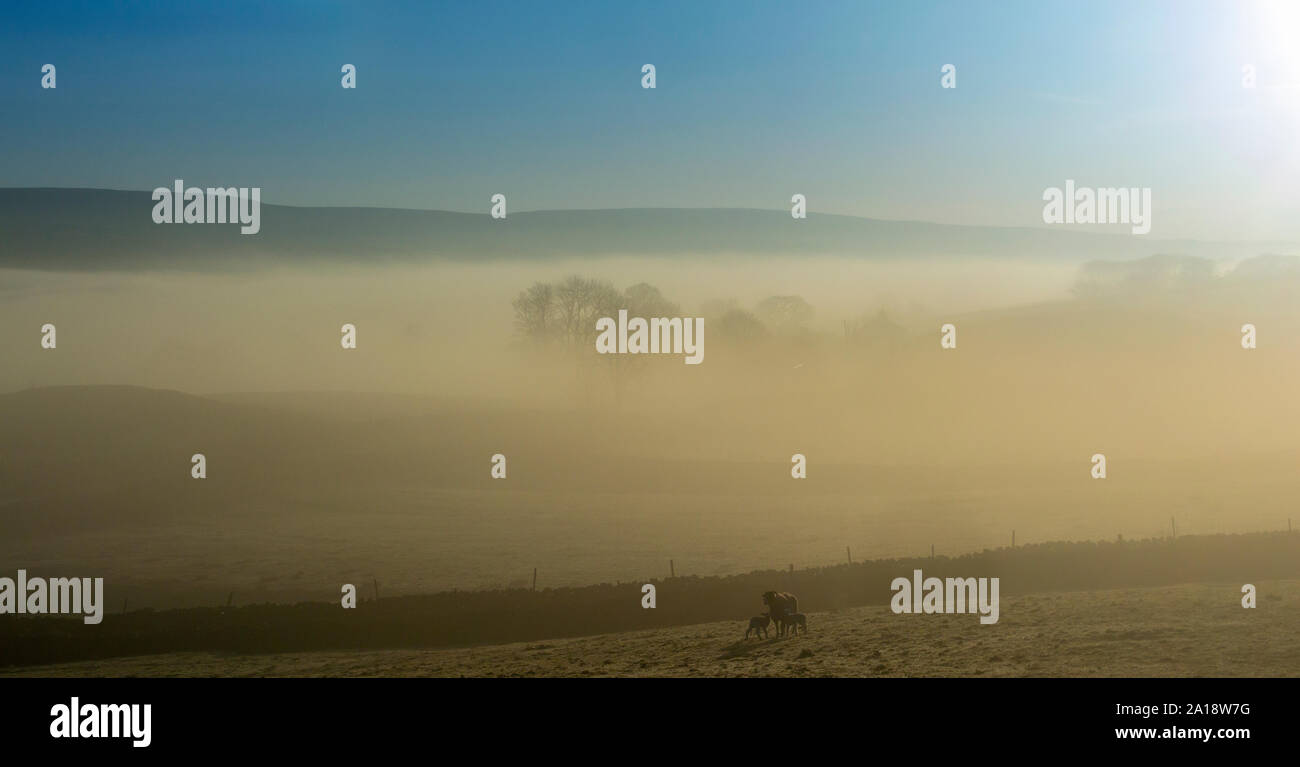 Misty morning in spring, Hawes, Wensleydale, UK Stock Photo - Alamy