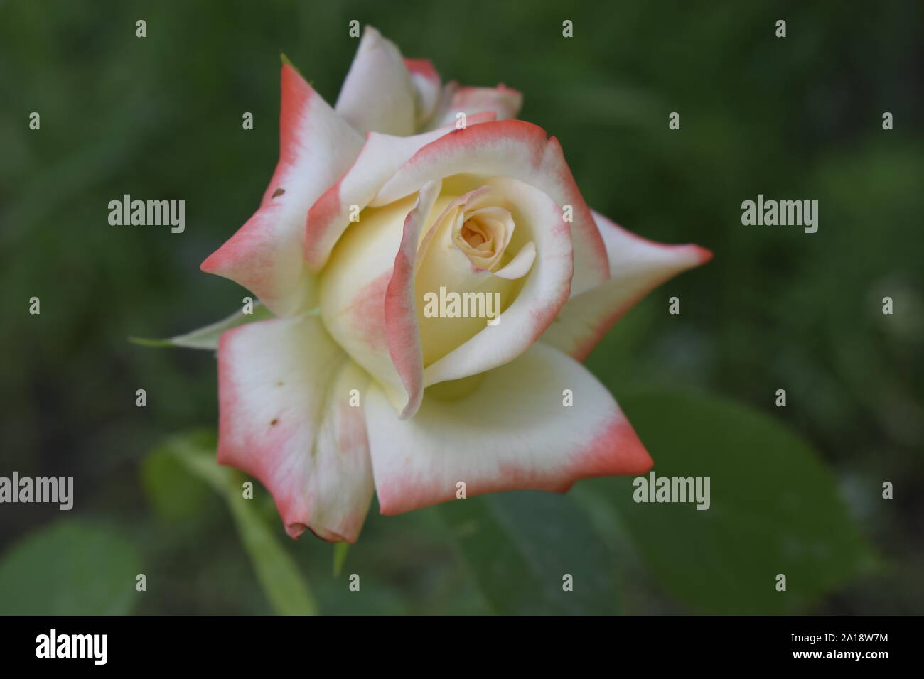 Beautiful red and white rose Bush in the summer garden Stock Photo - Alamy