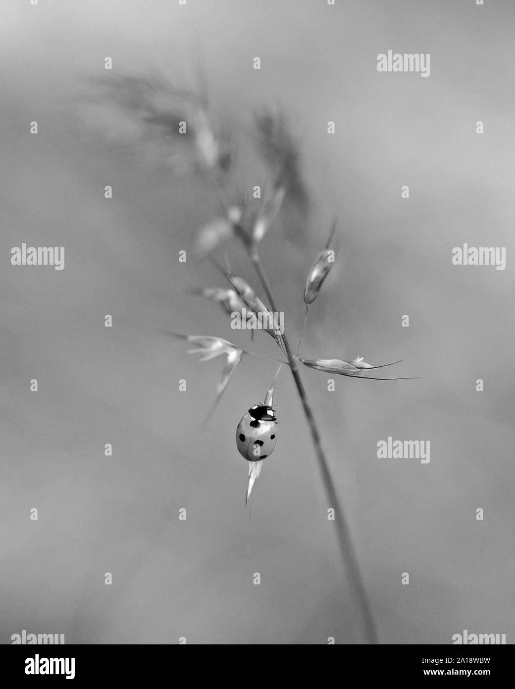 Strong insects hi-res stock photography and images - Alamy