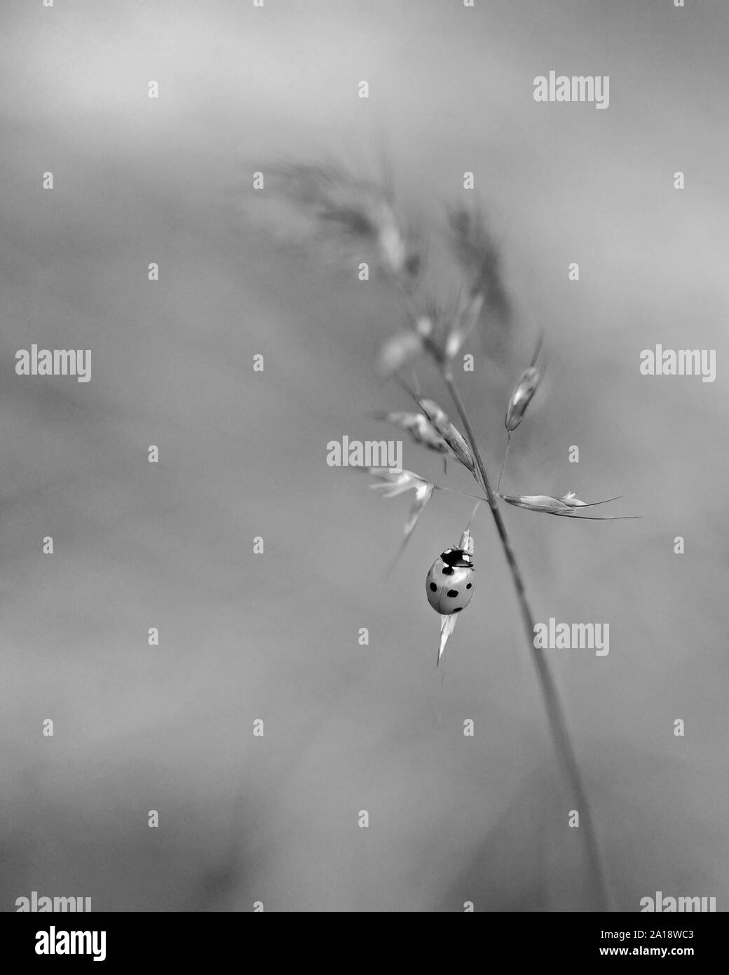 Strong insects hi-res stock photography and images - Alamy