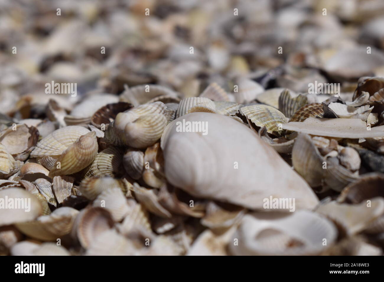 Sea shells composition. Natural background of broken seashells on the ...