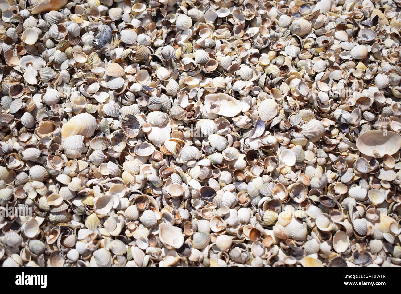 Sea shells composition. Natural background of broken seashells on the ...