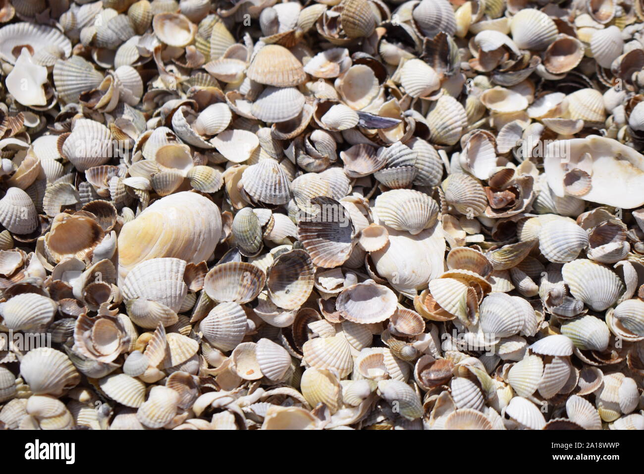 Sea shells composition. Natural background of broken seashells on the ...