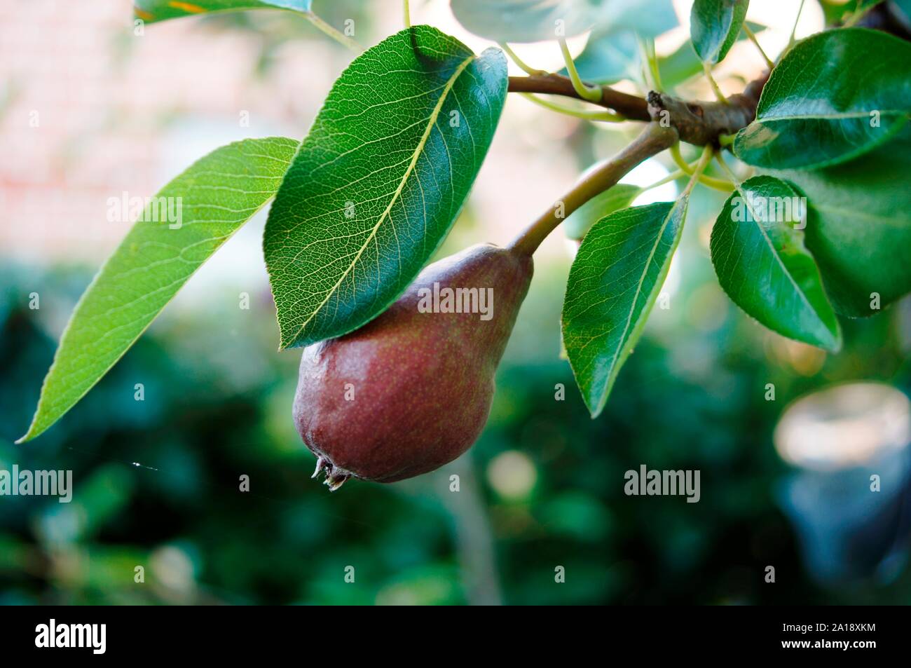 Williams christ red hi-res stock photography and images - Alamy